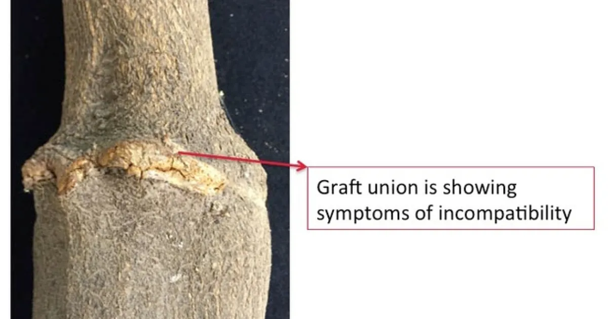 Citrus Dry Root Rot | Topics in Subtropics