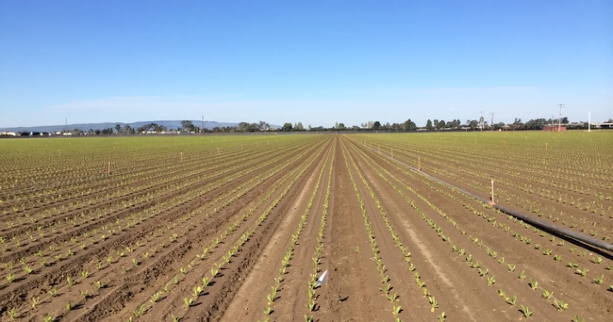 Weed management with pendimethalin in Central Coast lettuce | E-Journal ...