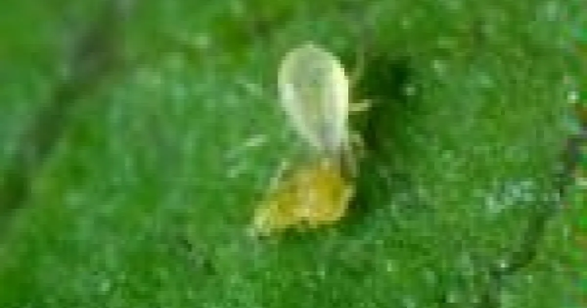 Biocontrol and Timing of Augmentative Releases | Topics in Subtropics