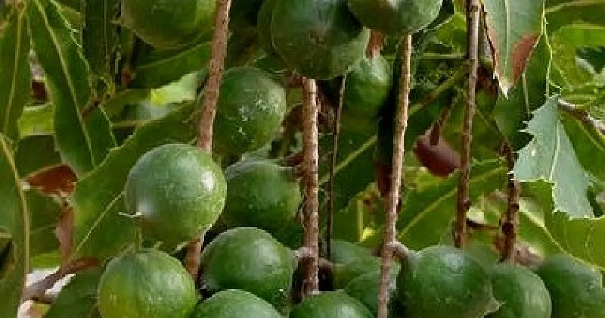 Macadamia Annual Field Day | UC Agriculture and Natural Resources
