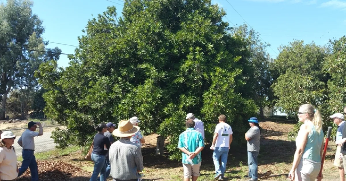 2016 MACADAMIA FIELD DAY | UC Agriculture and Natural Resources