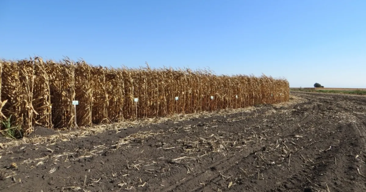 Delta Corn and Sorghum Field Meeting | UC Agriculture and Natural Resources