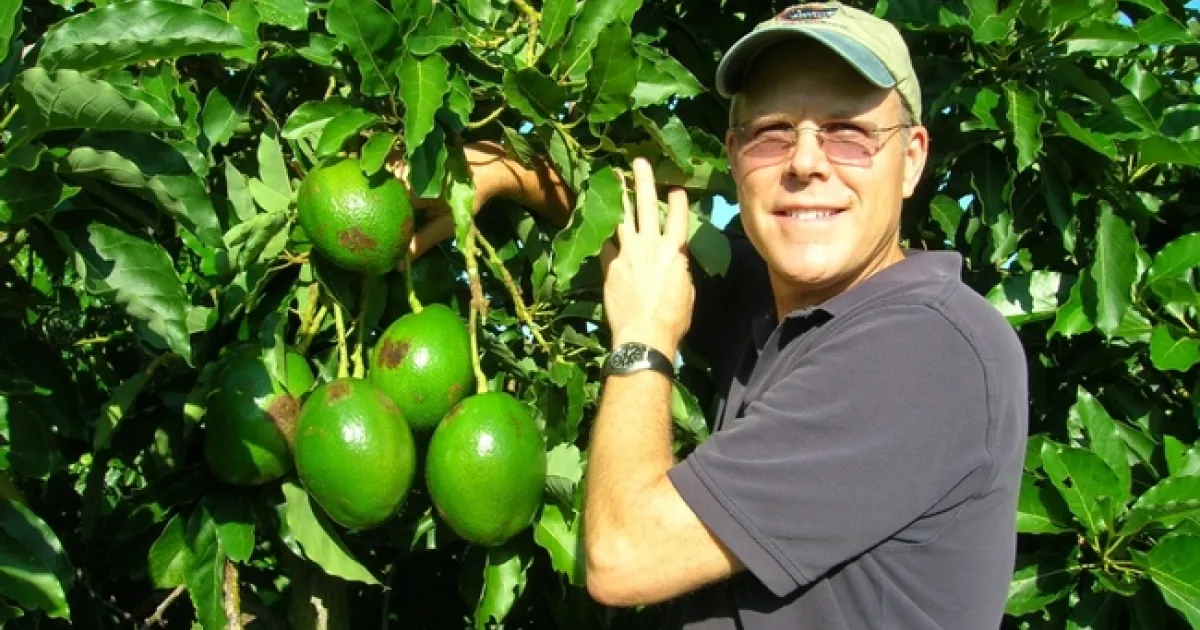 California Avocado Growers Seminar Series 2017 | UC Agriculture and ...