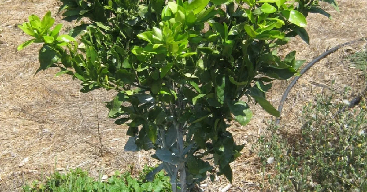 COMPARISON OF ‘PIXIE’ MANDARIN GROWTH ON FIVE DIFFERENT ROOTSTOCKS | UC ...