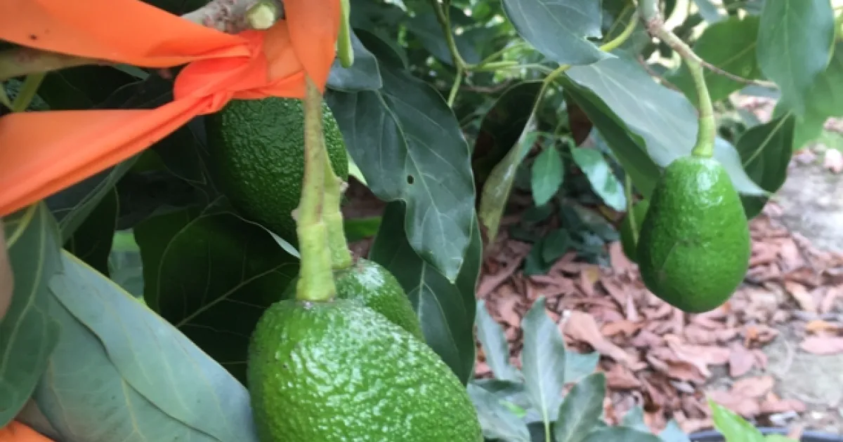 What Hit this Fruit? | UC Agriculture and Natural Resources