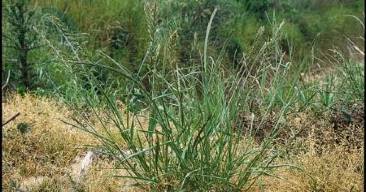 Italian Ryegrass Resistant to Roundup. Rats. | UC Agriculture and ...