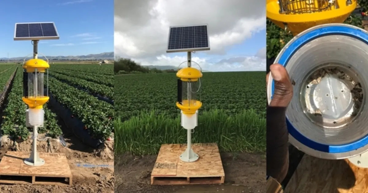 Evaluating a solar-powered UV light trap as a pest management option in ...