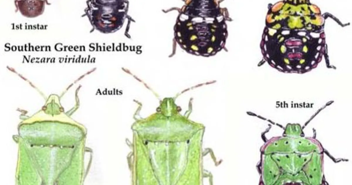 Green Stink Bugs in Macadamias | Topics in Subtropics