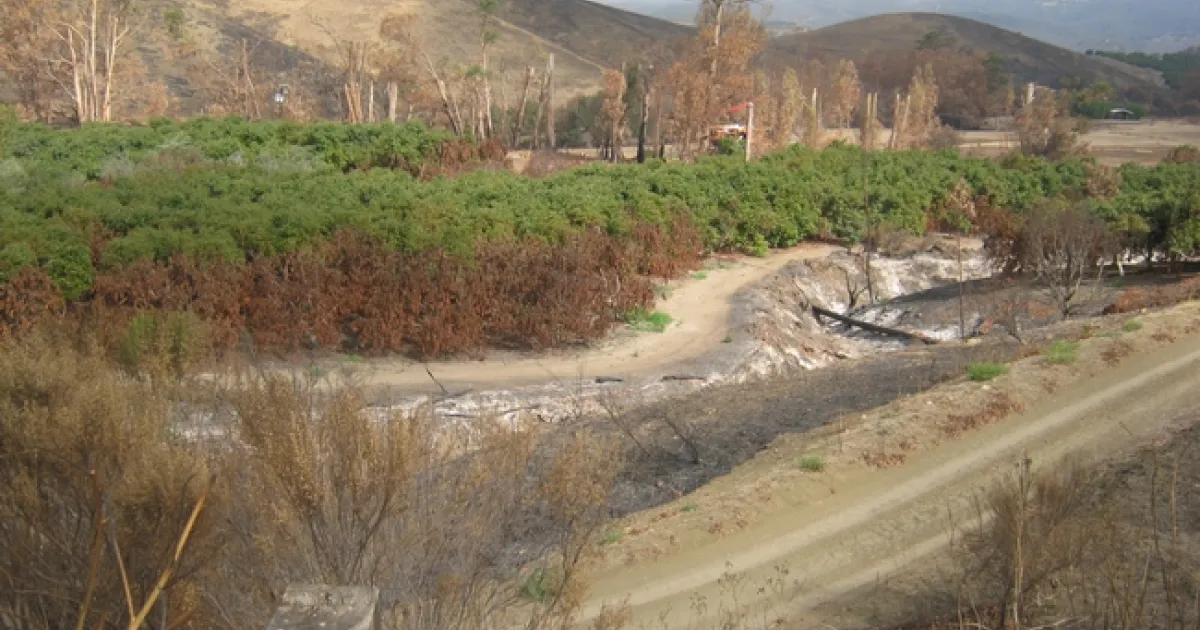 Tree Crop Disaster Insurance | UC Agriculture and Natural Resources