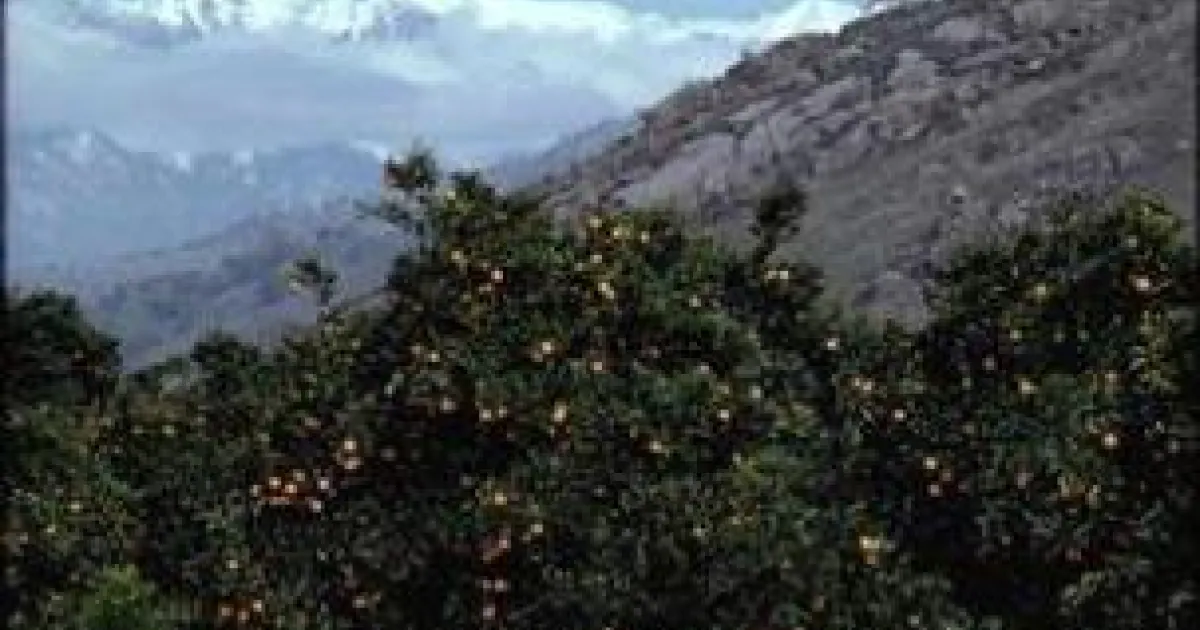 Citrus Day-O | UC Agriculture and Natural Resources