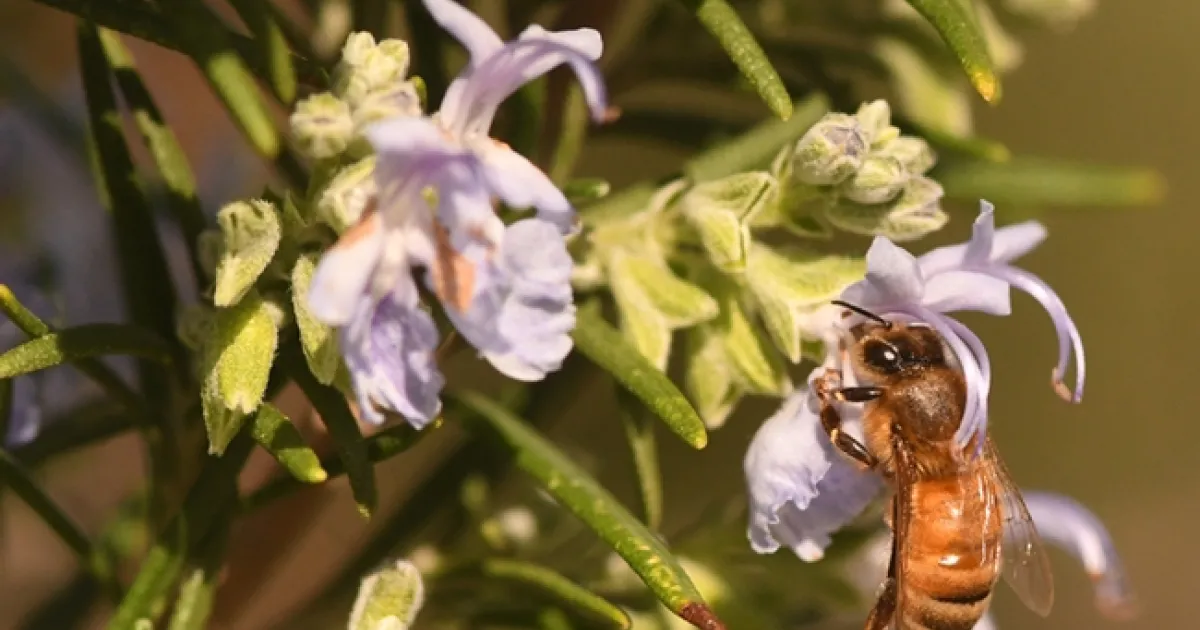 Honey Bees Think It's Spring on the UC Davis Campus | UC Agriculture ...