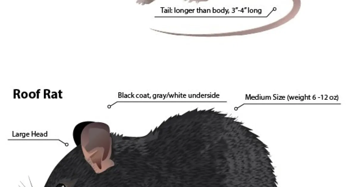 Ah, Rats! | UC Agriculture and Natural Resources