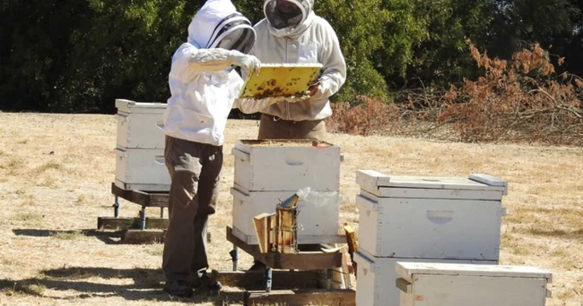 How to Become a California Master Beekeeper | UC Agriculture and ...