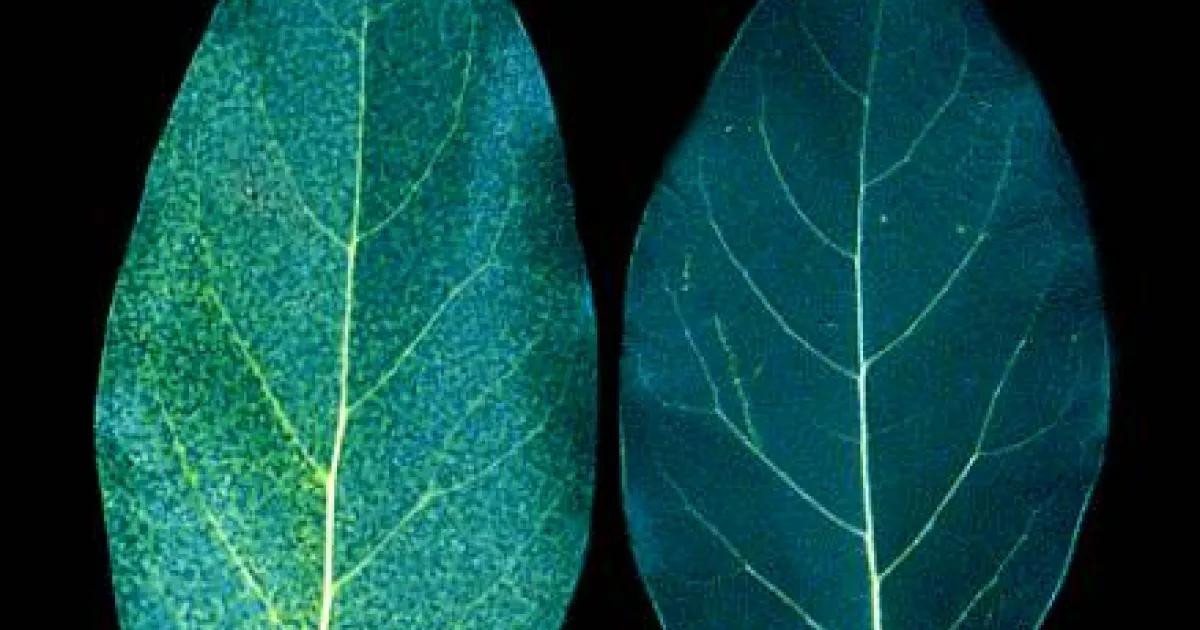 Rocks are a Source of Nitrogen | Topics in Subtropics