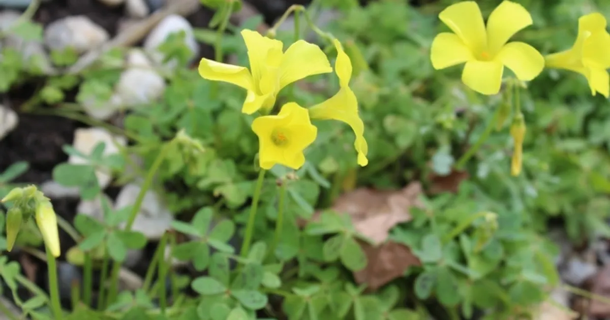 Oxalis-Pretty Yellow Flowers | UC Agriculture and Natural Resources