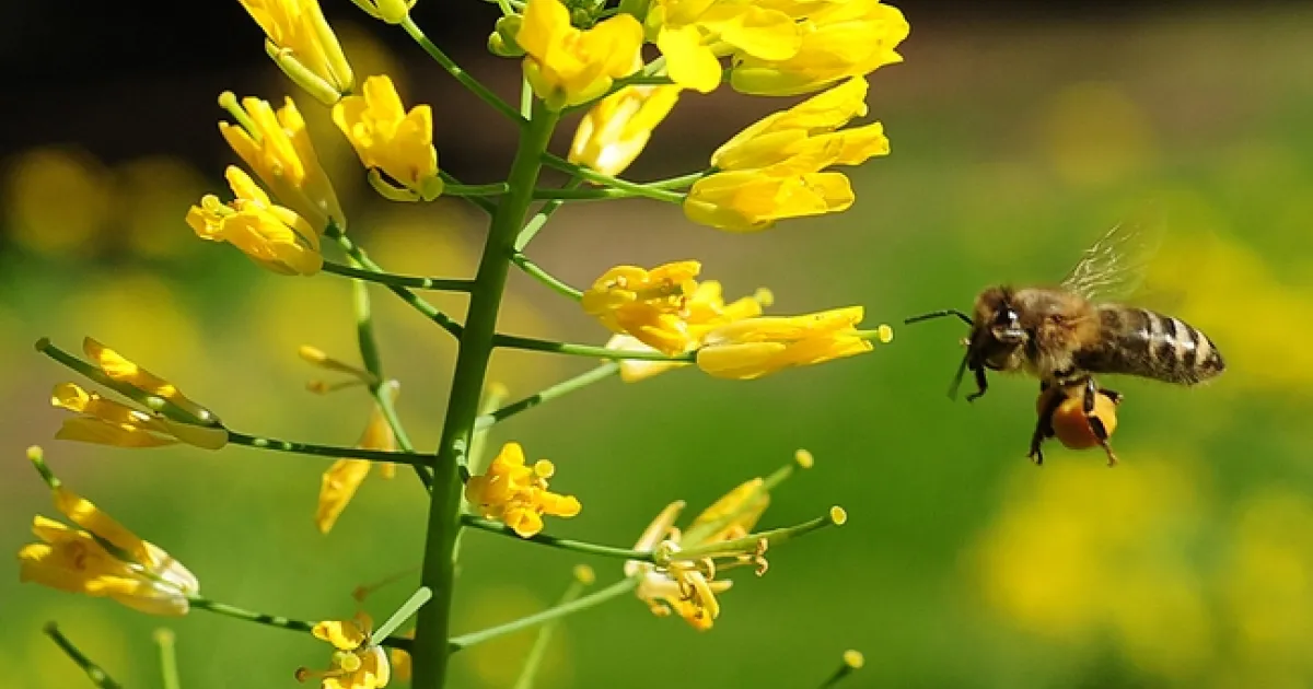 Why Those Multi-Tasking Honey Bees Have Nothing on Amina Harris | Bug Squad