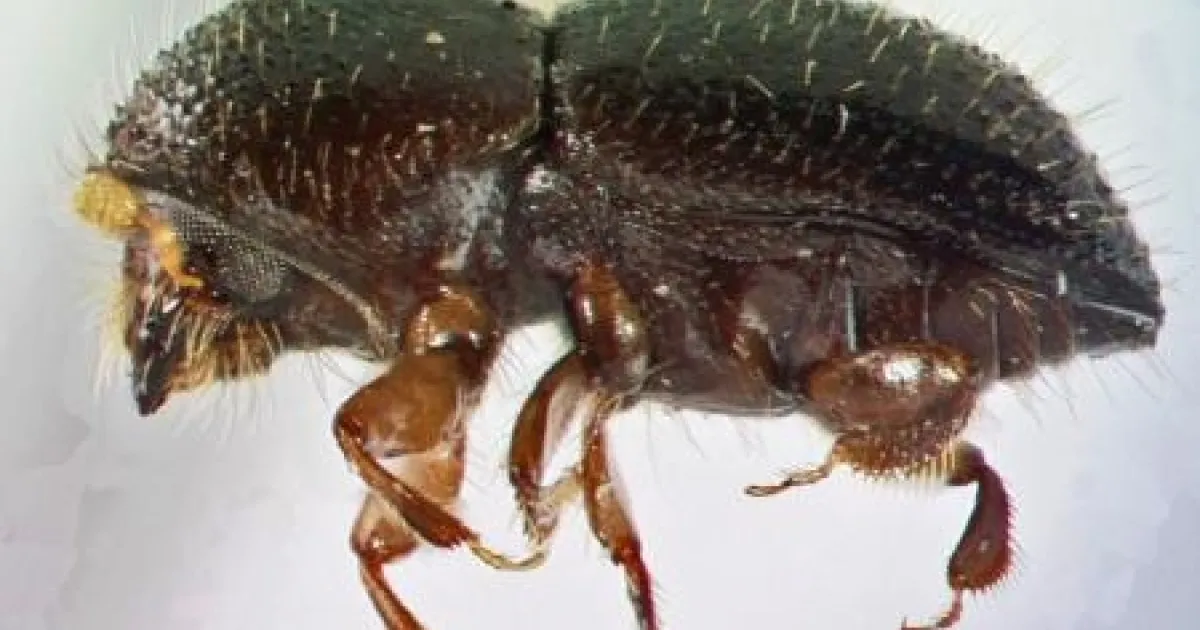 Shot Hole Borer Training | UC Agriculture and Natural Resources