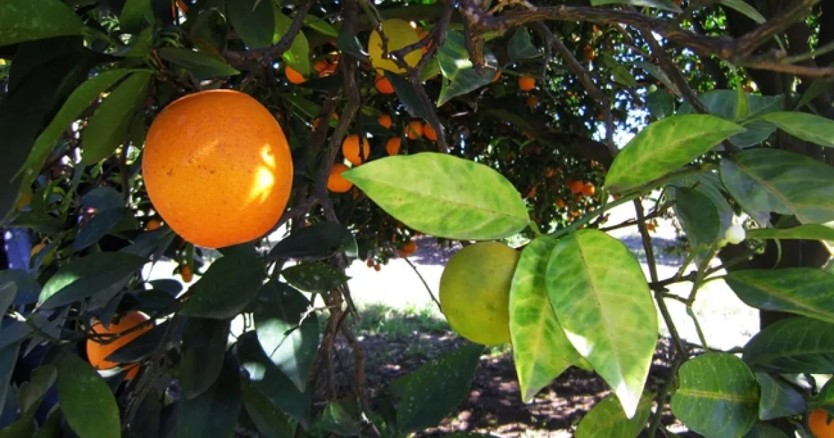 How The HLB Bacteria Kills | Topics in Subtropics