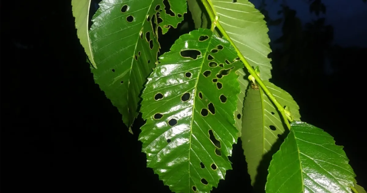 Elm Tree Problems | UC Agriculture and Natural Resources