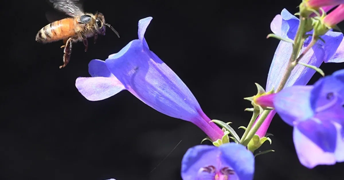Bee-Bopping with the Penstemon Margarita BOP | UC Agriculture and ...