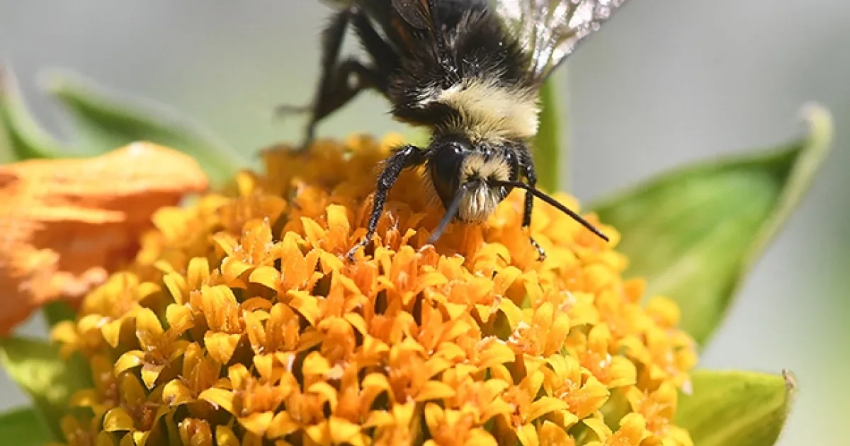 Up Close and Personal with a Yellow-Faced Bumble Bee | UC Agriculture ...