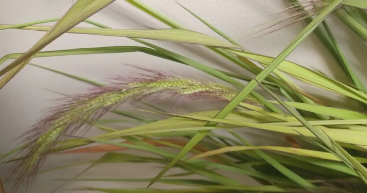 New Watergrass Species: be on the lookout for this weed! | UC ...