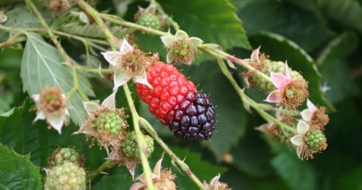 Redberry Mite in Primocane Blackberries? | UC Agriculture and Natural ...