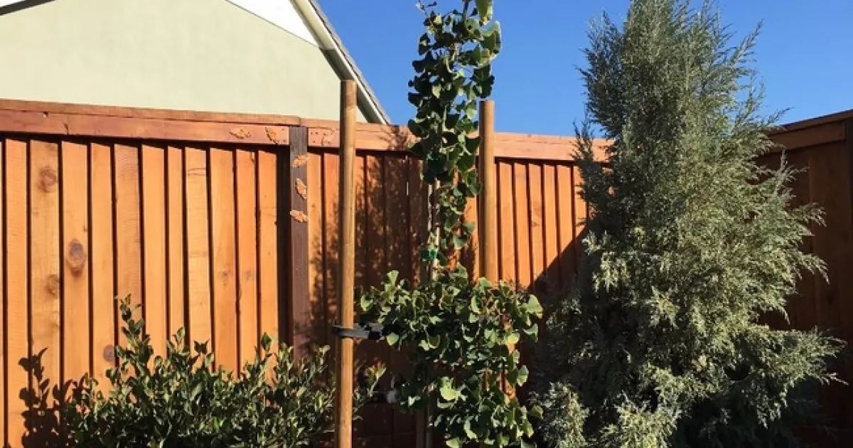 Ginkgo Tree: To Prune or Not to Prune? | HOrT COCO-UC Master Gardener ...