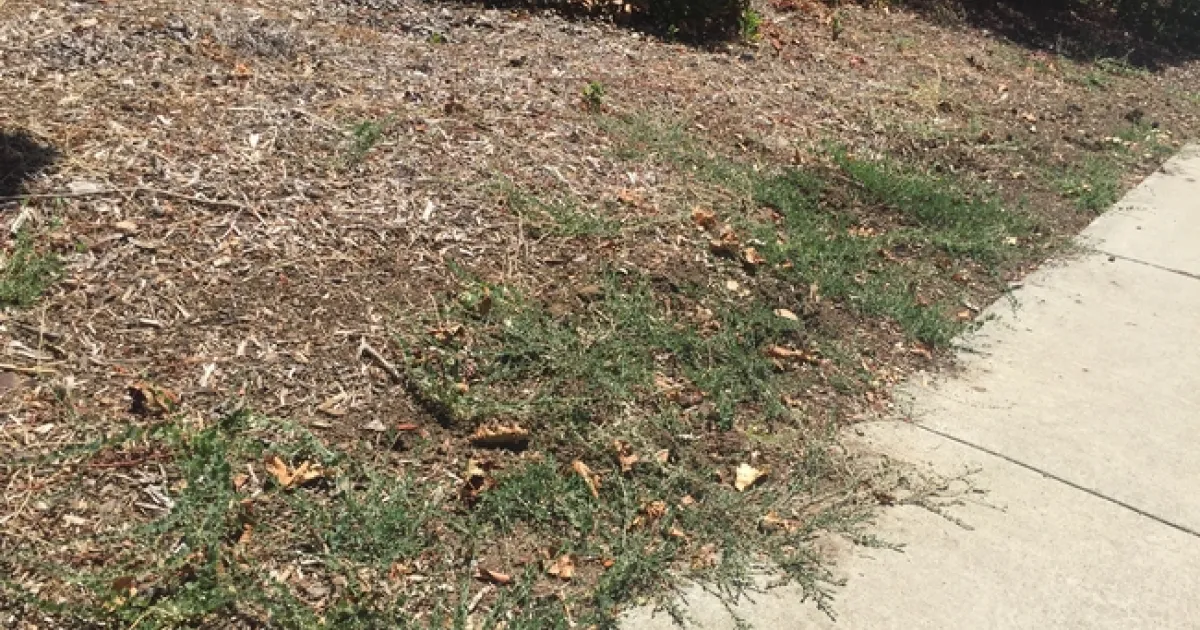 Weeds in Landscapes Pest Notes updated | UC Agriculture and Natural ...