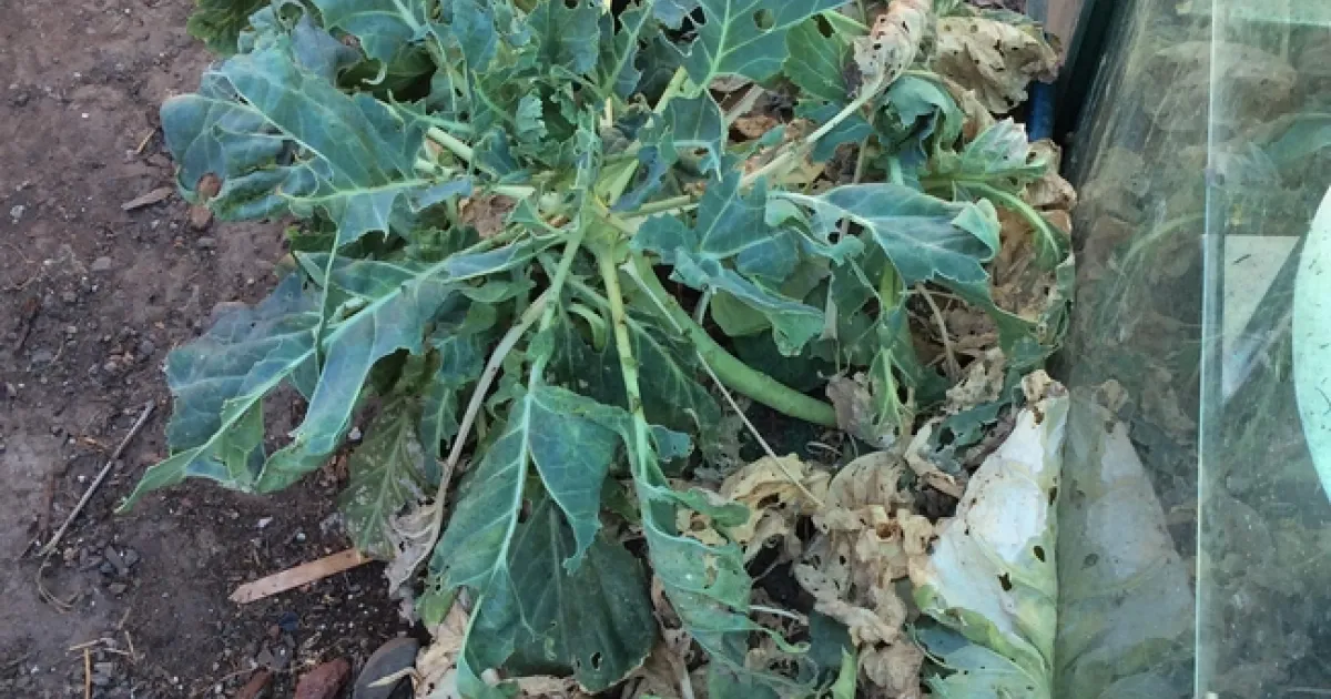 Who Is Eating My Cabbage? | UC Agriculture and Natural Resources