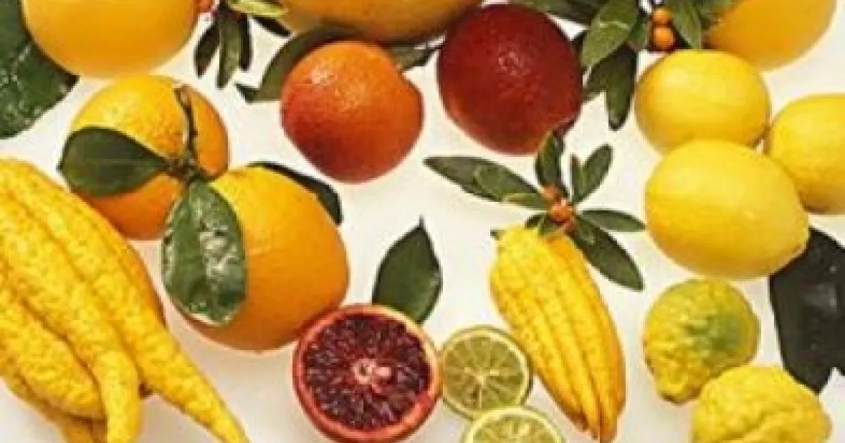 Rootey Tootey - Citrus Fruitey!!! | UC Agriculture and Natural Resources