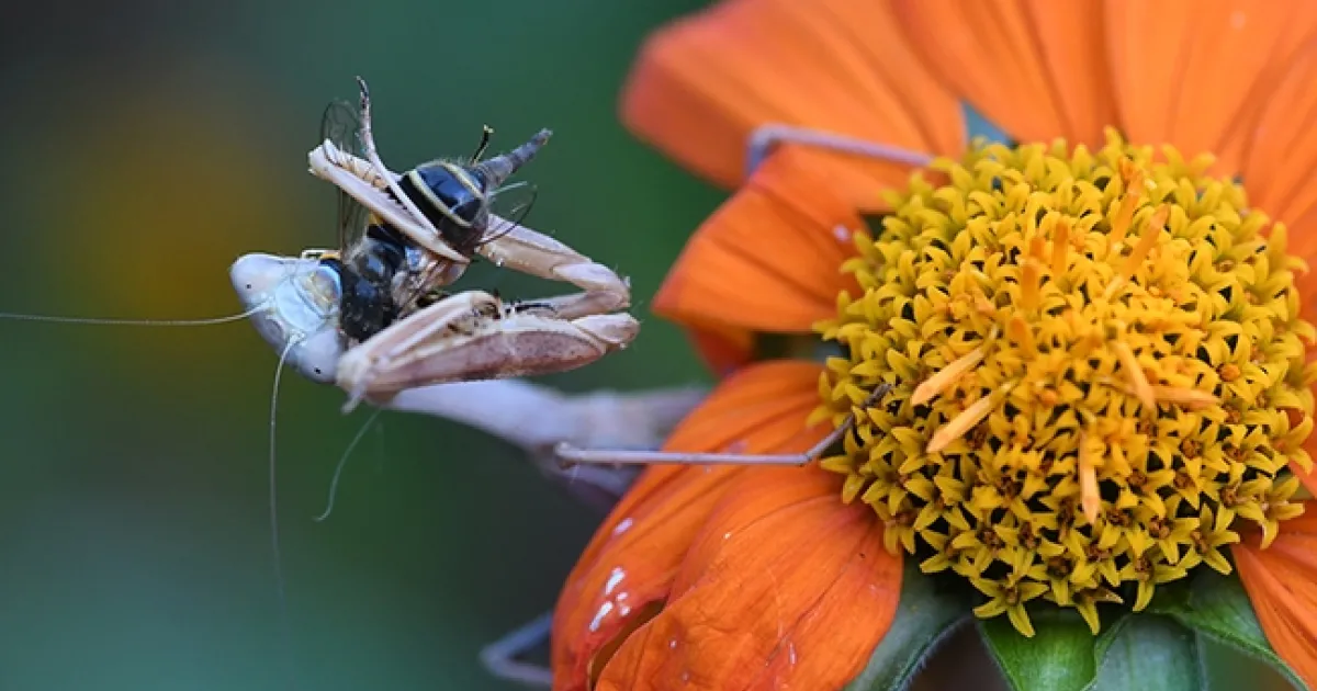 Urban Entomology Sets Theme for Bohart Museum Open House | UC ...