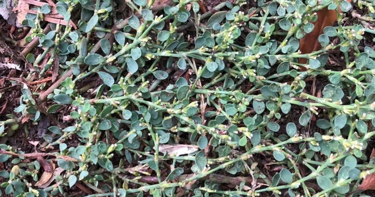 Identifying prostrate knotweed (and how to distinguish it from spurge ...