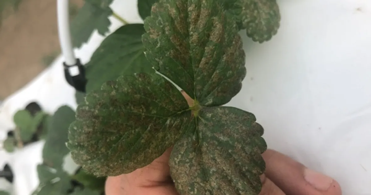 Thrips on Strawberry Leaves | Strawberries and Caneberries