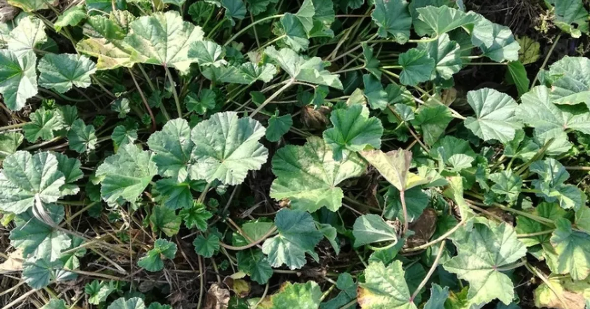 Is This Weed a Mallow? | UC Agriculture and Natural Resources