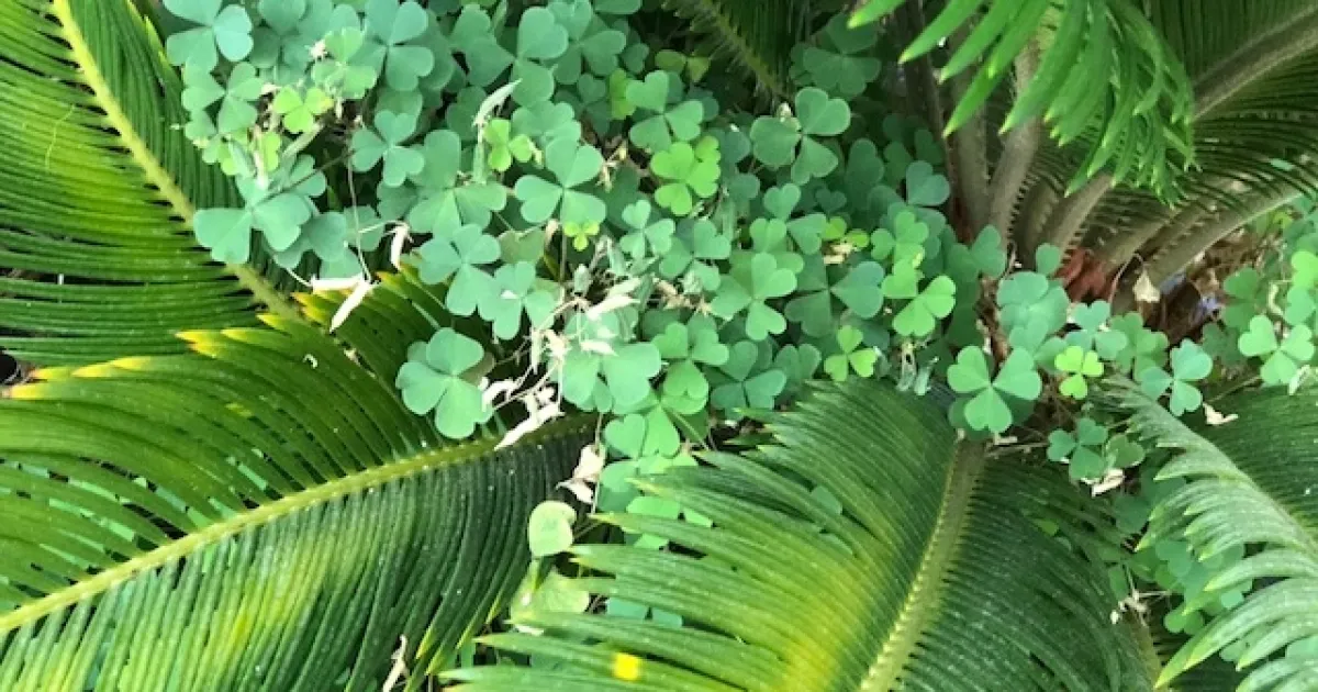 When a Weed Works | UC Agriculture and Natural Resources