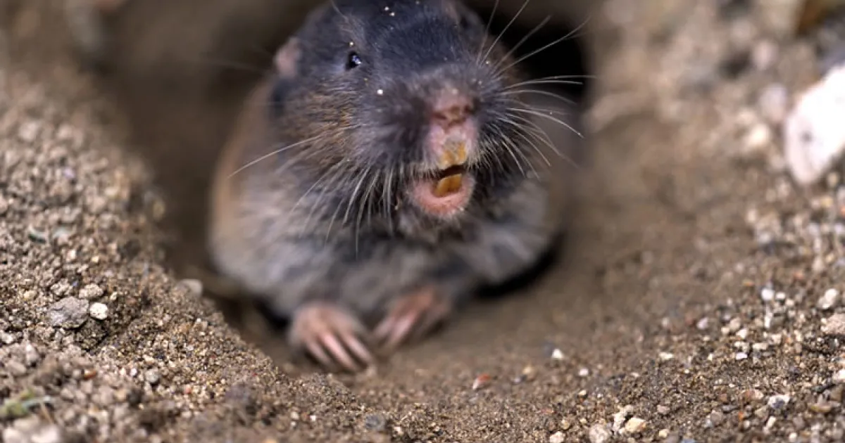 Vertebrate Pests | UC Agriculture and Natural Resources