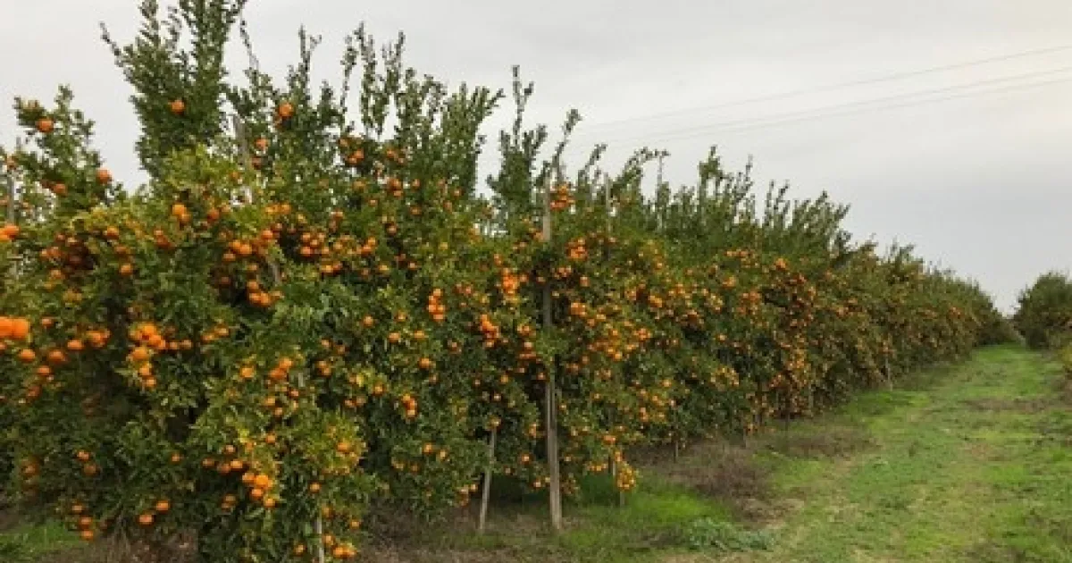 How We Think About GMOs | UC Agriculture and Natural Resources