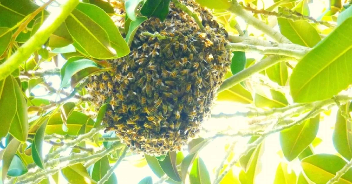Too Many Honeybees? | UC Agriculture and Natural Resources