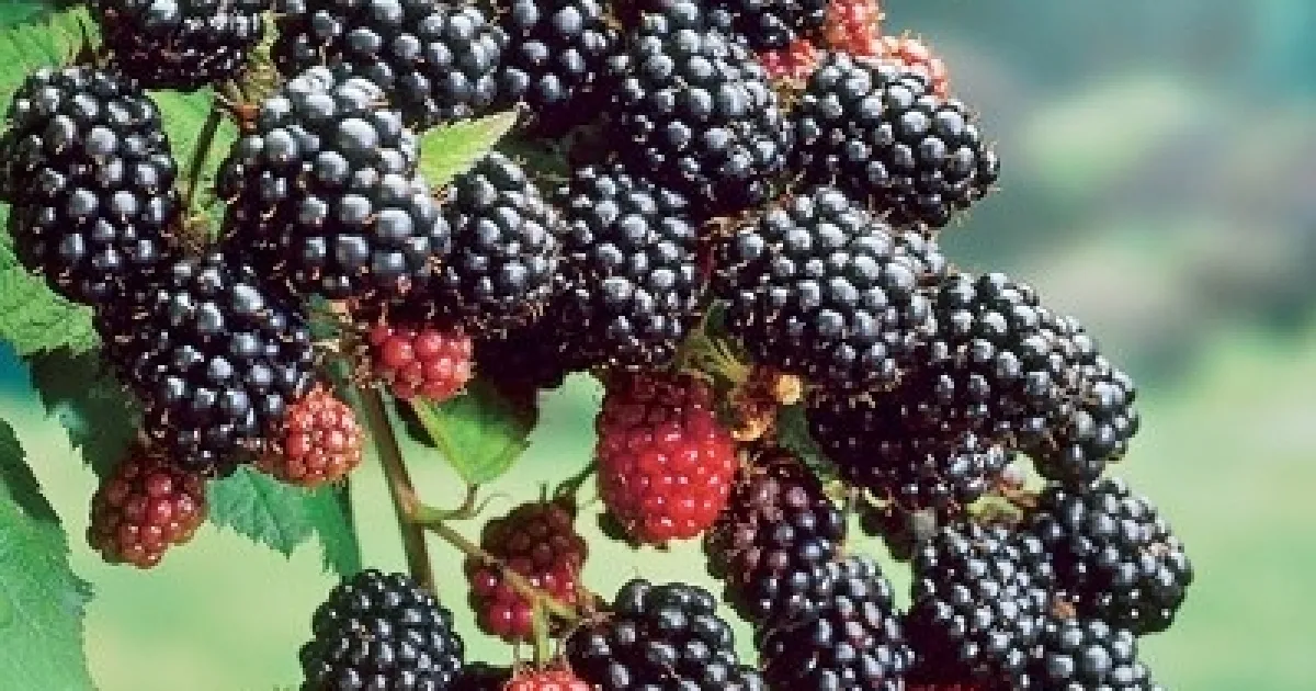 Cost and Return Study for Central Coast Primocane Bearing Blackberries ...