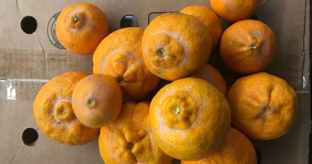 Citrus Thrips Damage Increase? | UC Agriculture and Natural Resources