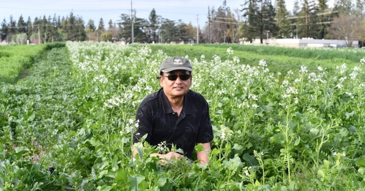 CIG's Shrestha conducts cover crop rolling study at Fresno State! | UC ...
