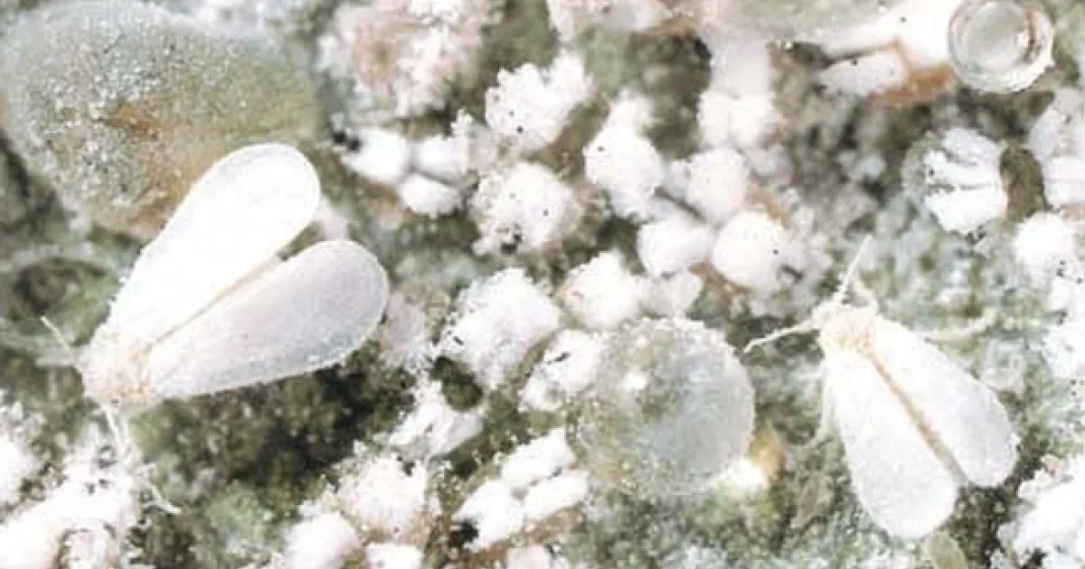 Whiteflies are swarming like snow flurries at the Central Coast | UC ...