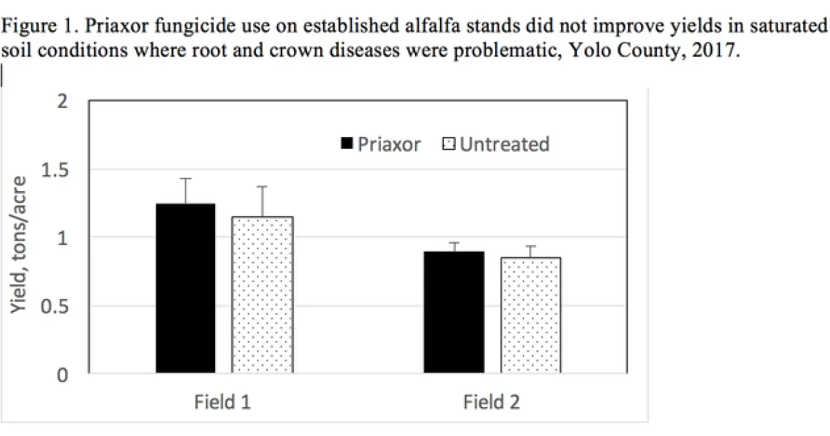 Managing Diseases in Alfalfa after a Wet Year | Alfalfa & Forage News