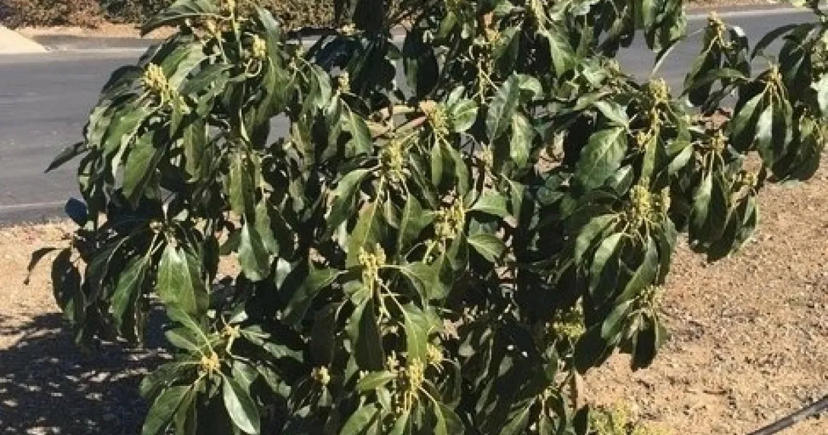 Drought or Root Rot? - 12 Steps | Topics in Subtropics