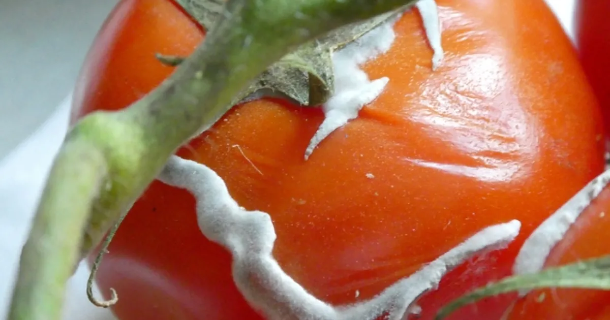 Yucky White Mold on Yummy Red Tomatoes | Under the Solano Sun