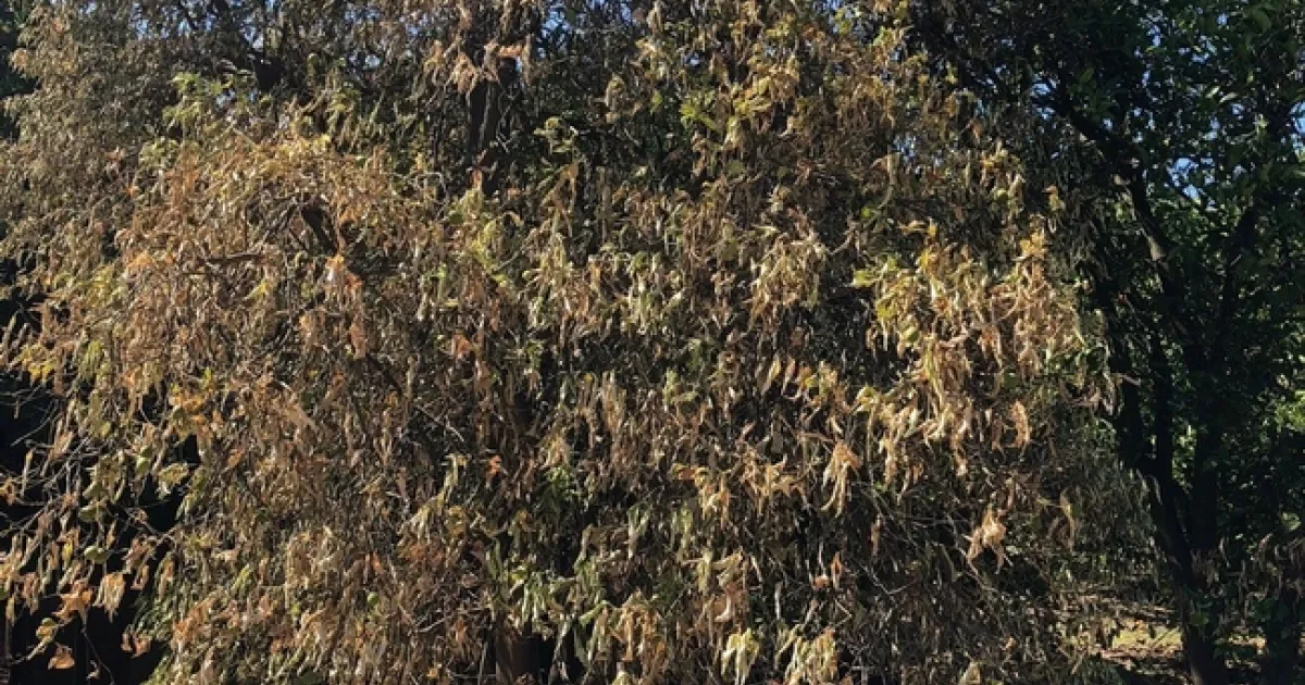 Citrus Dry Root Rot | UC Agriculture and Natural Resources