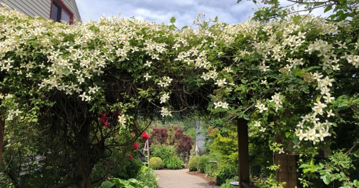 Clematis Extravaganza Weekend-Pt 1 | UC Agriculture and Natural Resources