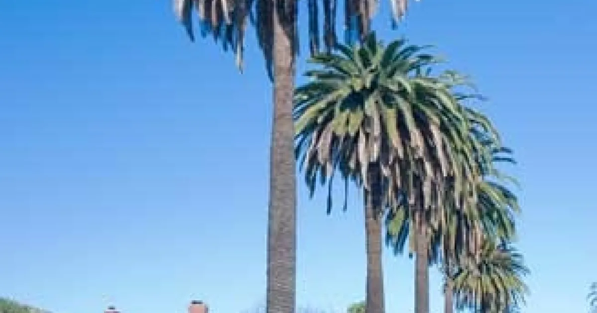 Keep Your Palm Trees Disease-free | UC Agriculture and Natural Resources