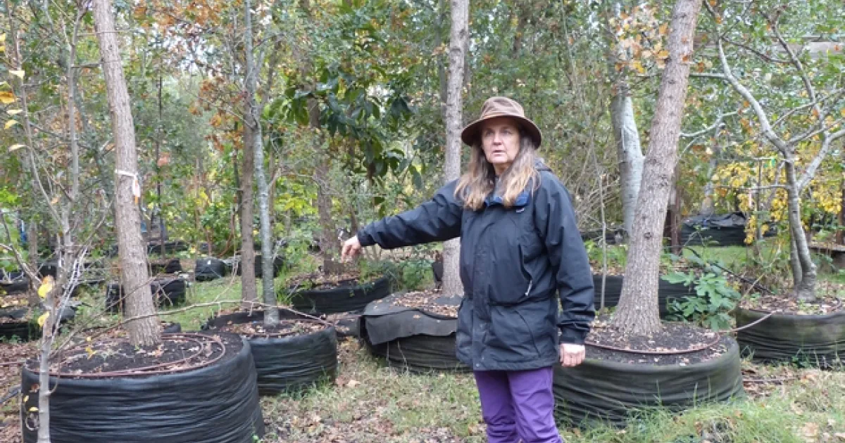 Growing Oak Trees | UC Agriculture and Natural Resources